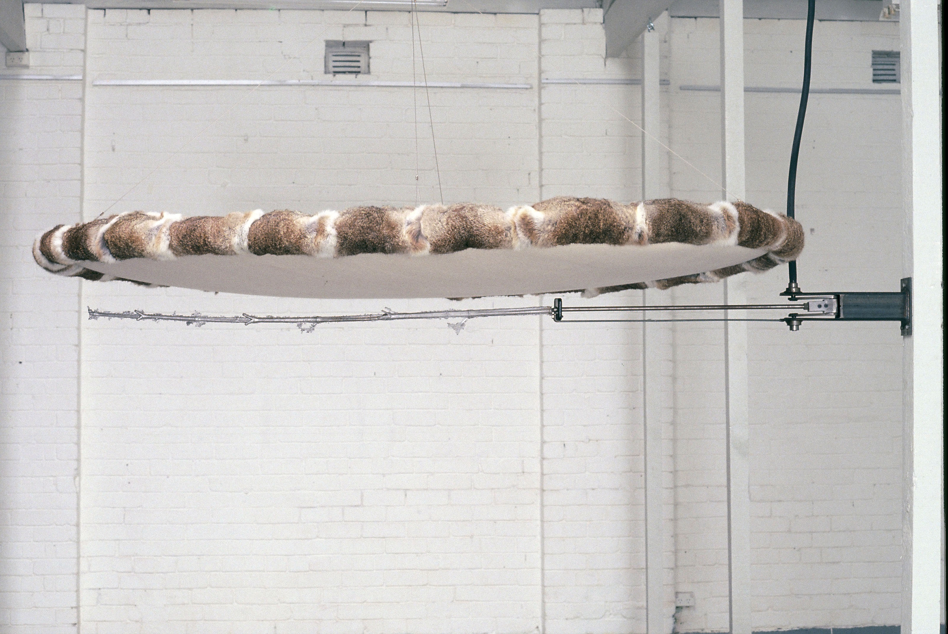 Sue Pedley | Combing